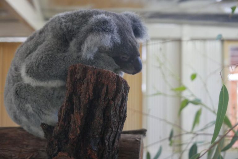 Ausflugsziele in Perth: Koalas streicheln im Caversham Wildlife Park ...